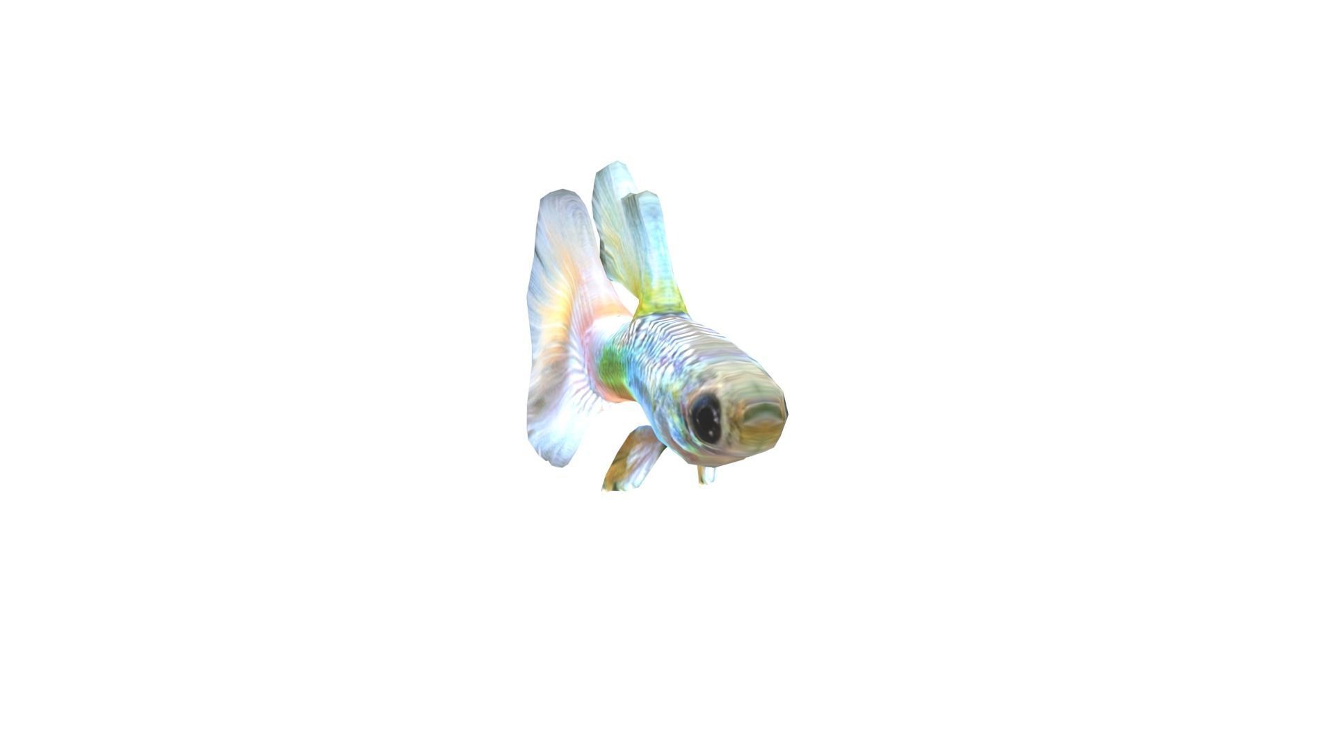 Low Poly Guppy Rigged With Realistic Texture 3D model rigged | CGTrader