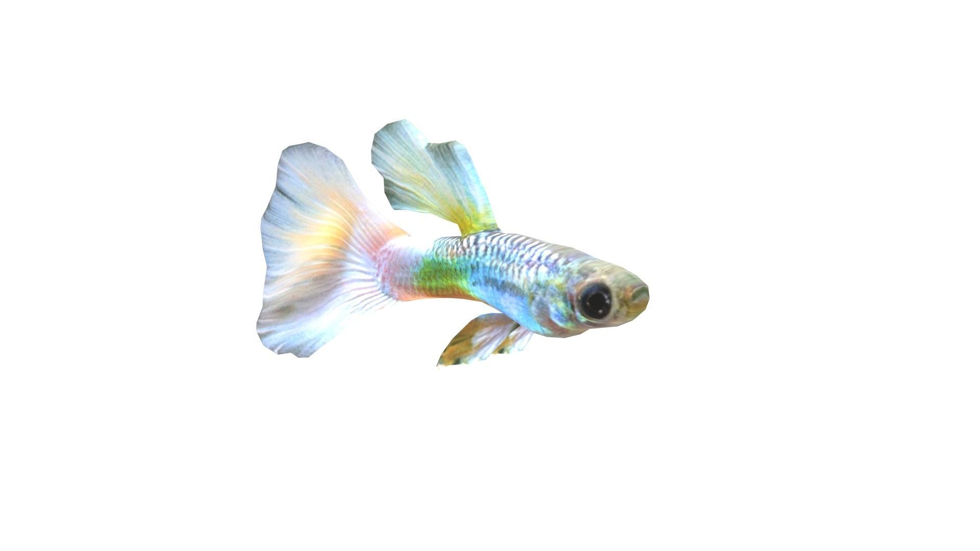 Low Poly Guppy Rigged With Realistic Texture 3D model rigged | CGTrader