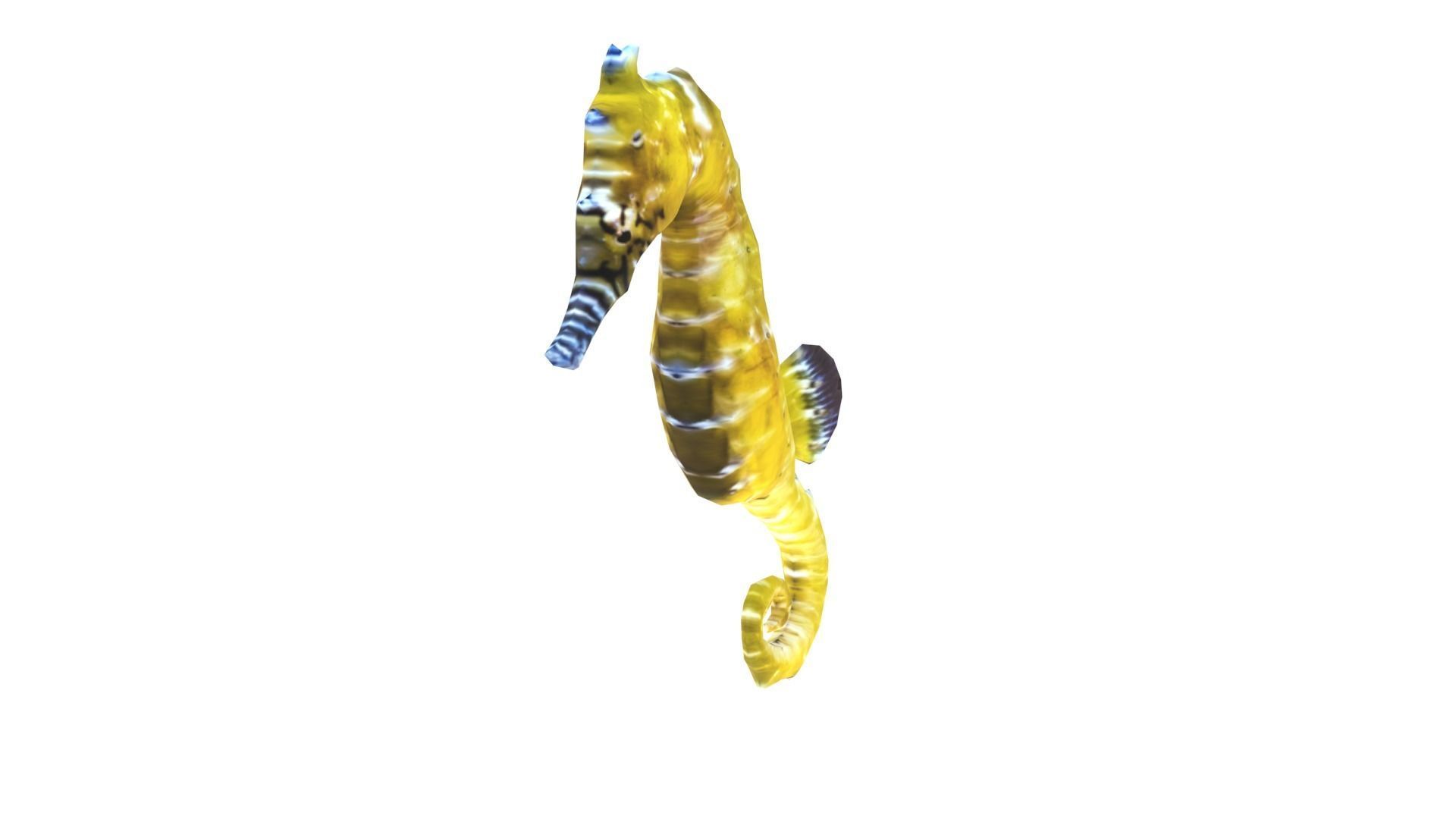 Low Poly Seahorse Rigged With Realistic Texture 3D model rigged | CGTrader