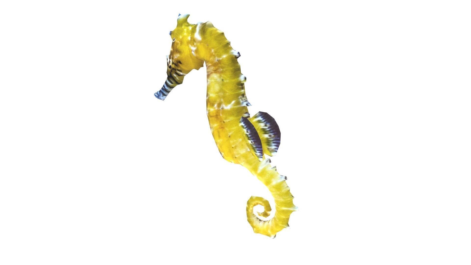 Low Poly Seahorse Rigged With Realistic Texture 3D model rigged | CGTrader