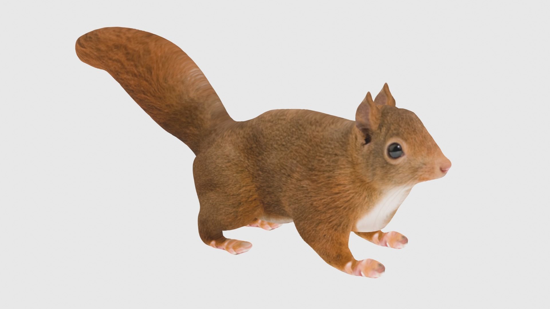 3D model Low Poly Squirrel Rigged With Realistic Texture VR / AR / low ...