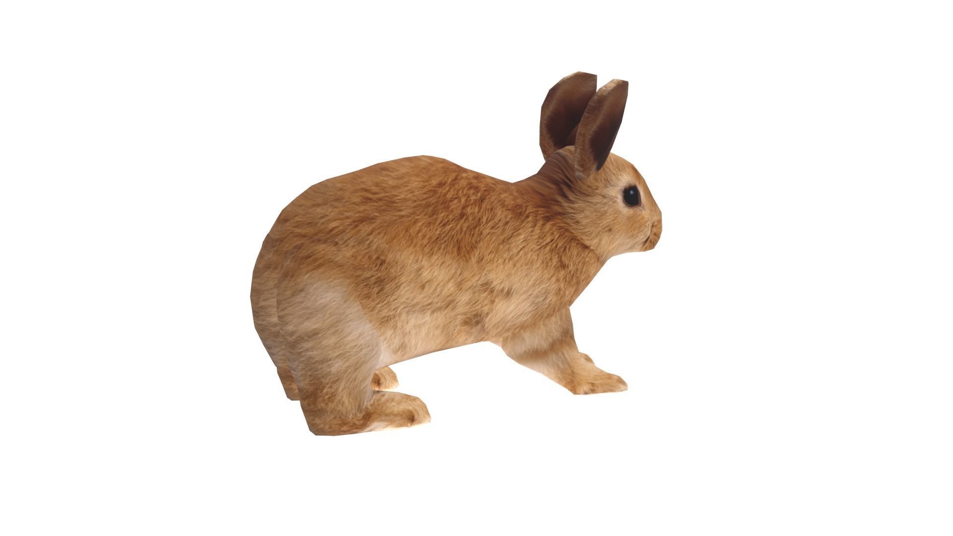 Low Poly Rabbit Rigged With Realistic Texture 3D model rigged | CGTrader