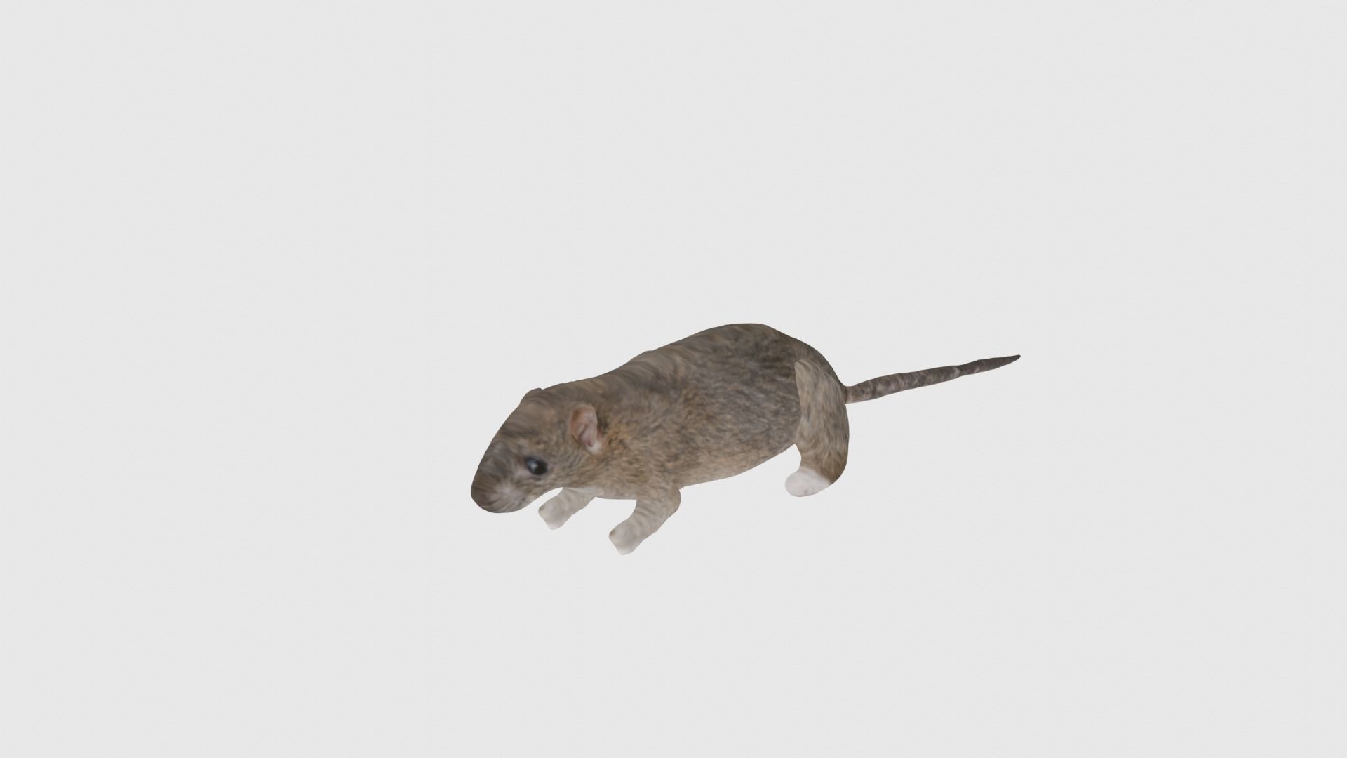 Low Poly Rat Rigged With Realistic Texture 3D model rigged | CGTrader