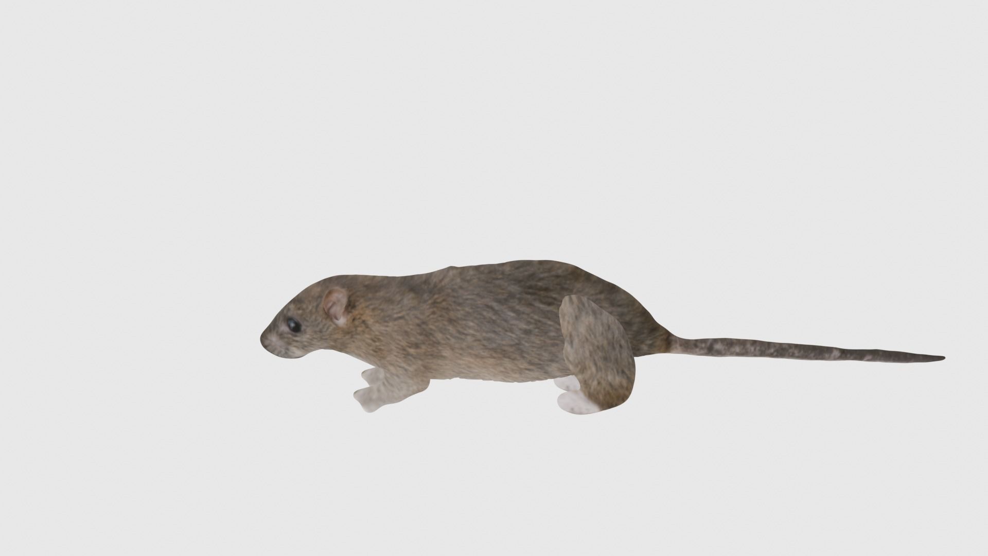 Low Poly Rat Rigged With Realistic Texture 3D model rigged | CGTrader