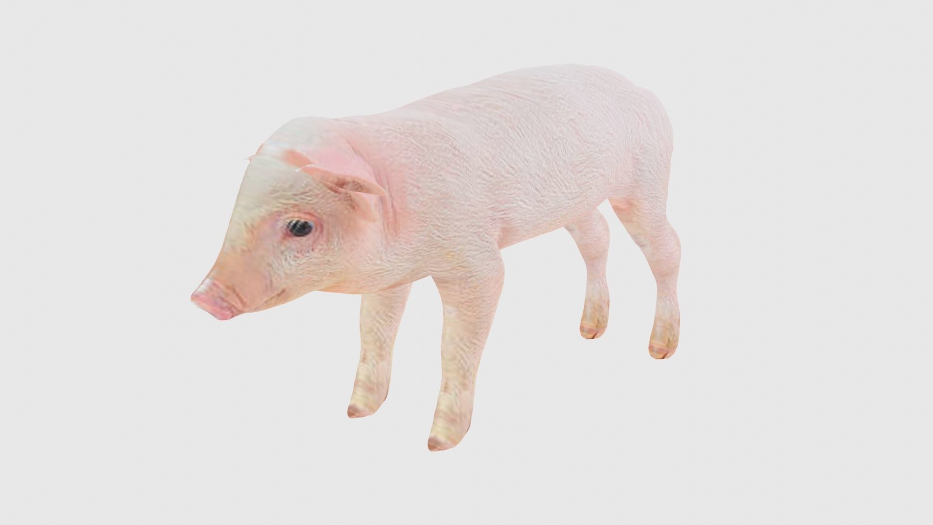 Low Poly Pig Rigged With Realistic Texture 3D model rigged | CGTrader