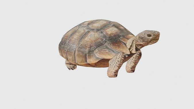 Low Poly Tortoise Rigged With Realistic Texture 3D model rigged | CGTrader