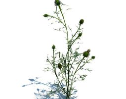 Thistle 3D Models | CGTrader