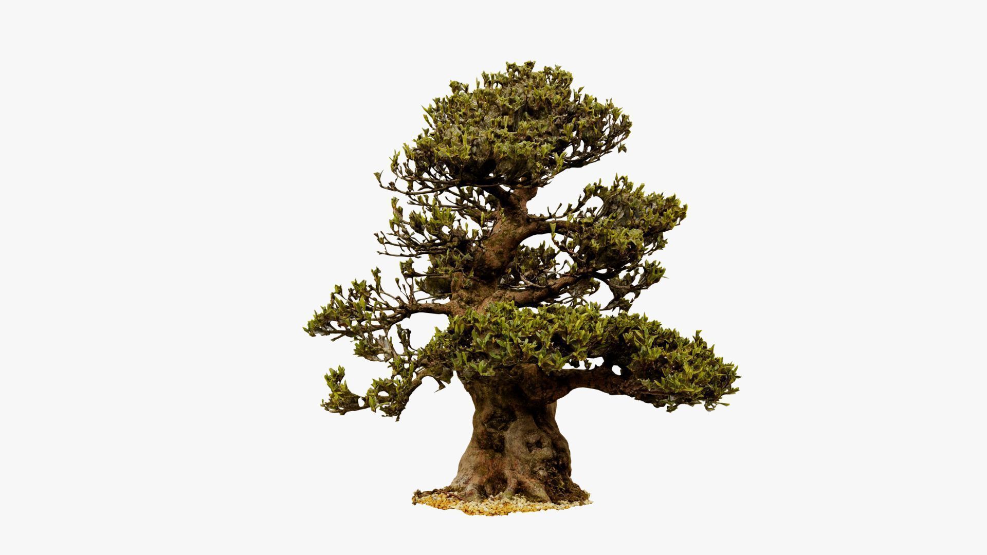 Enchanted Big Tree 4 3D model | CGTrader