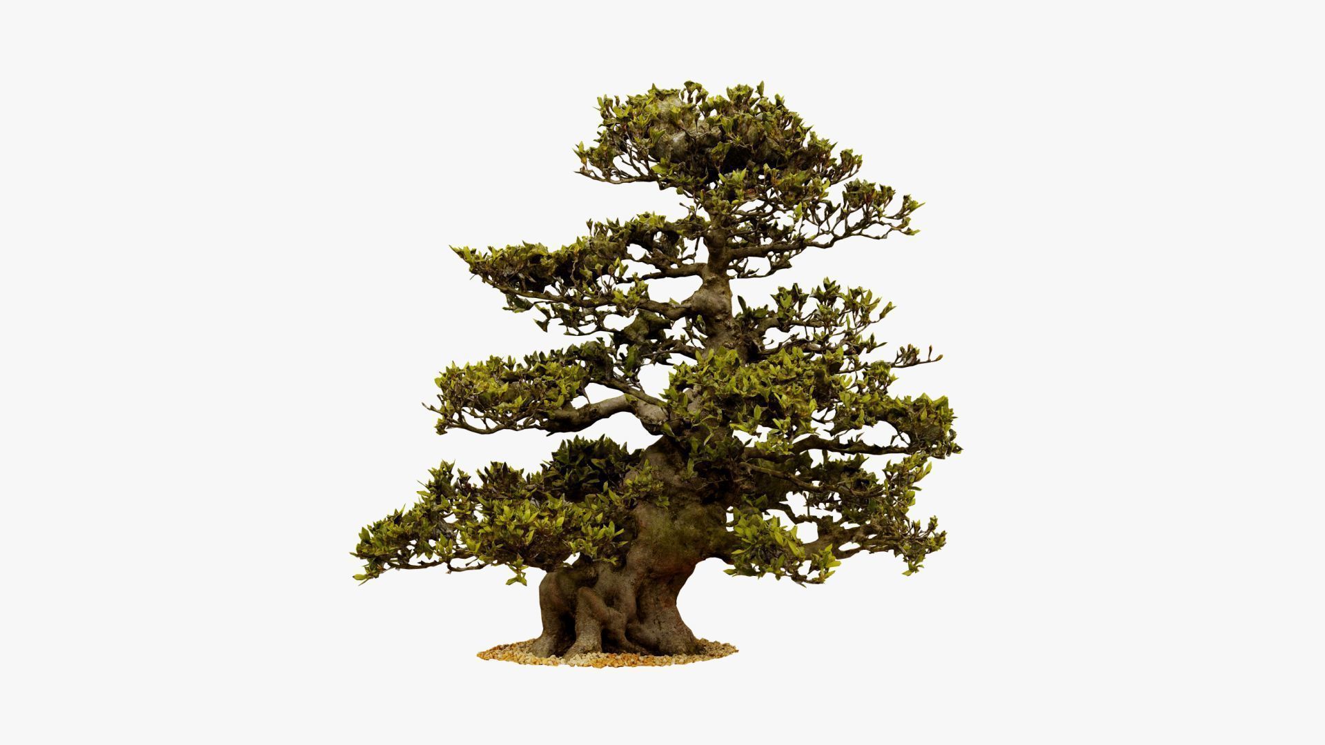 Enchanted Big Tree 3 3D model | CGTrader