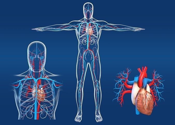 Circulatory System Heart Diagram