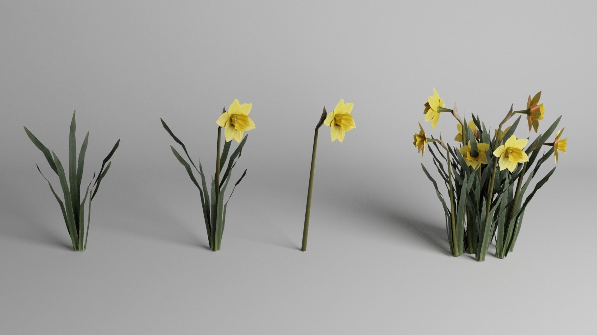 3D model Daffodil Spring Flower VR / AR / low-poly | CGTrader