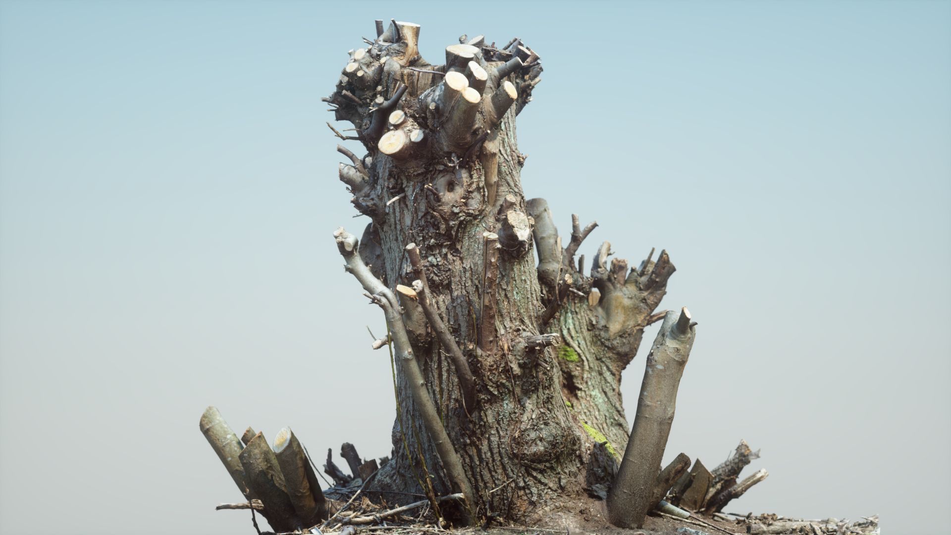 RAW SCAN Tree Stump 1 3D model | CGTrader