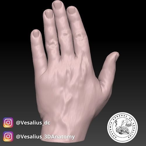 Left hand 3D model 3D printable | CGTrader