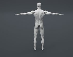 Human muscles 3D Models | CGTrader