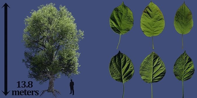 Aspen Tree Ver 0-0-2in1 3D model | CGTrader