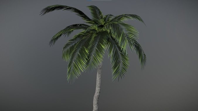 Tropical Palm free 3D model | CGTrader