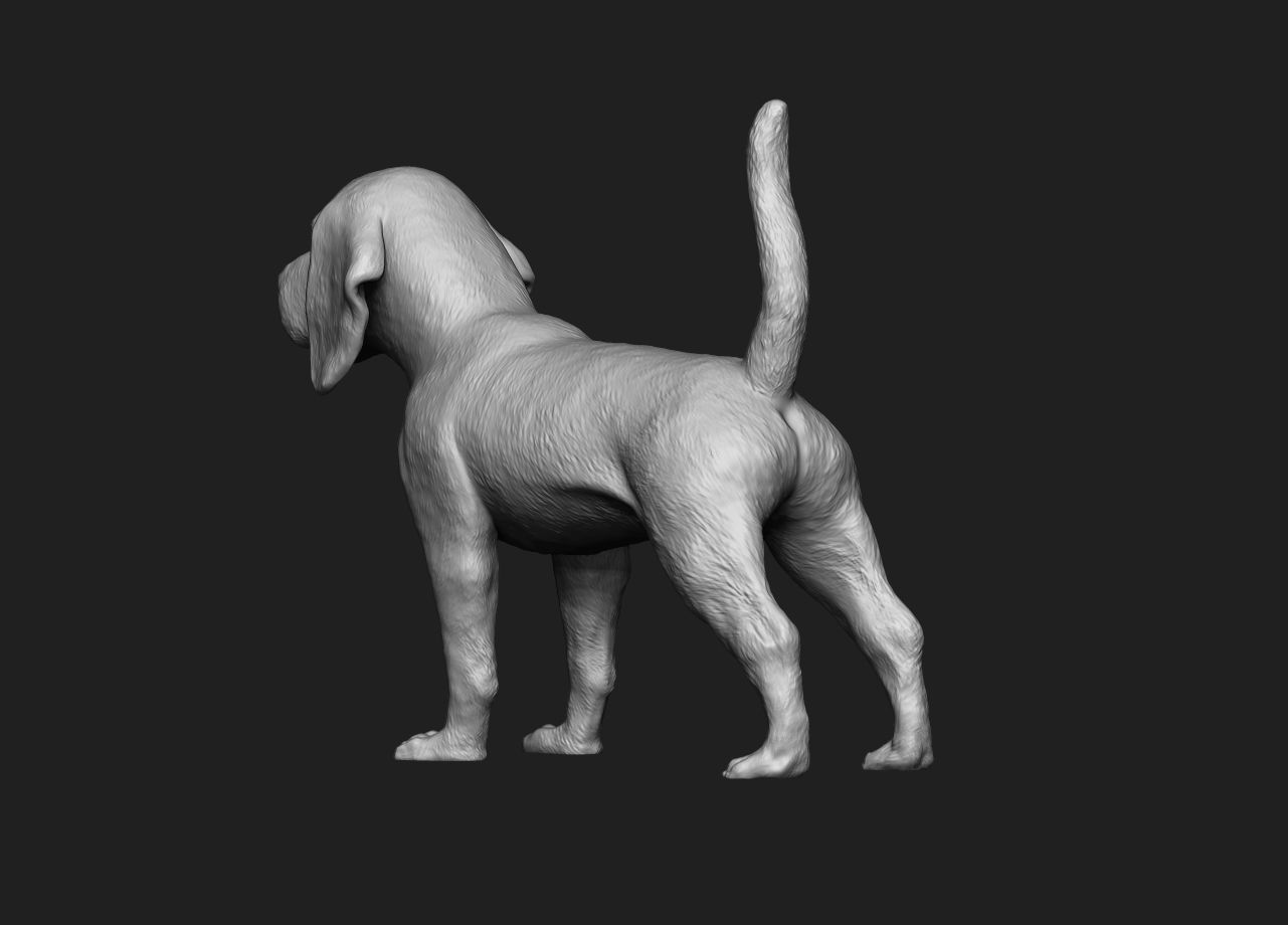 Beagle model 3D print model dog 3D model 3D printable | CGTrader
