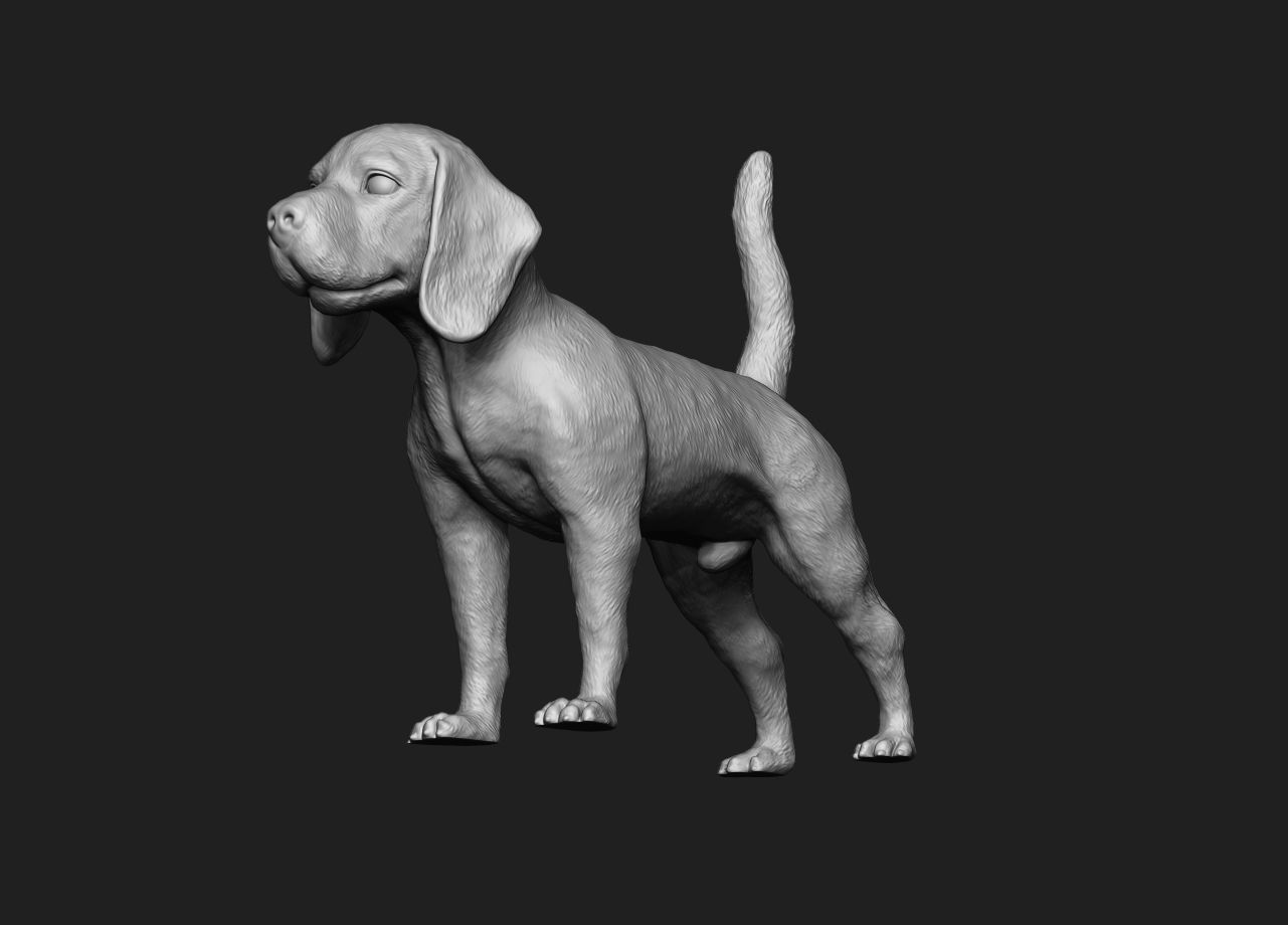 Beagle model 3D print model dog 3D model 3D printable | CGTrader