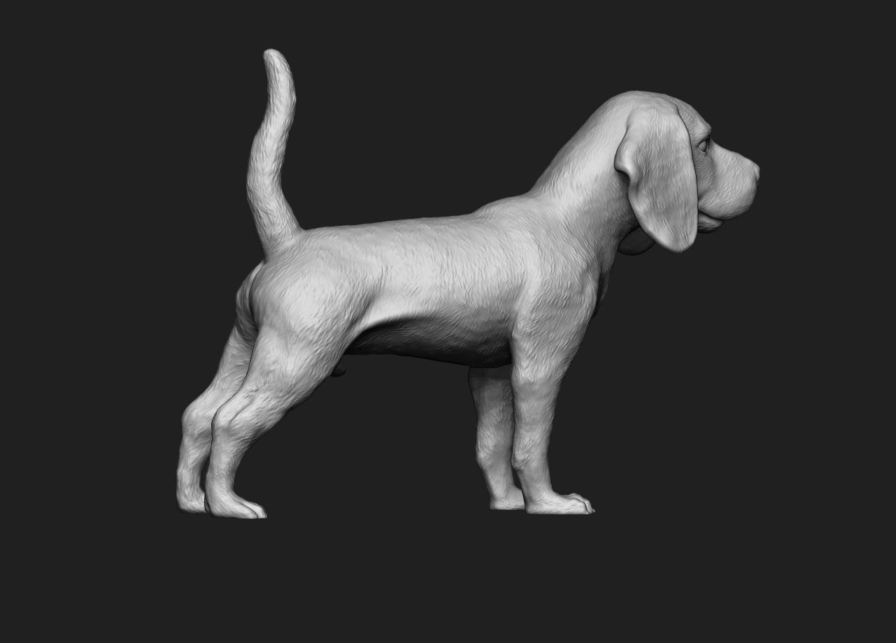 Beagle model 3D print model 3D model 3D printable | CGTrader