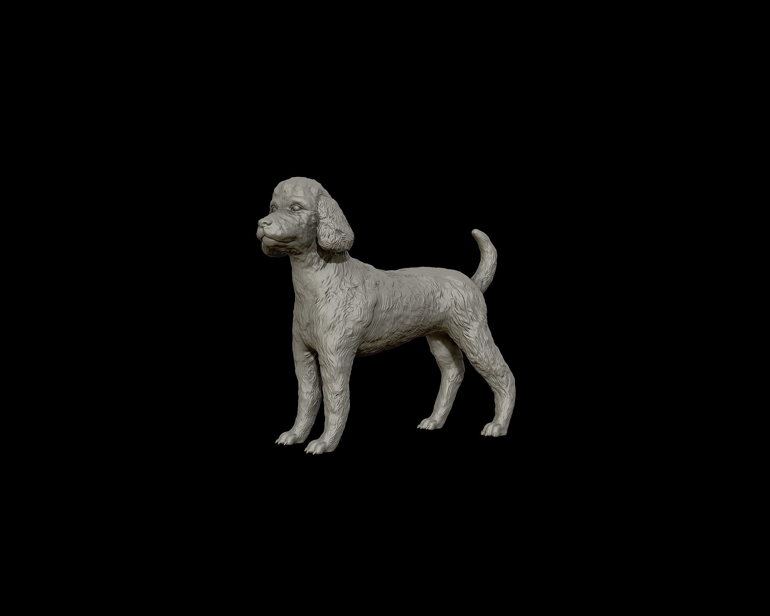 Poodle model 3D model 3D printable | CGTrader