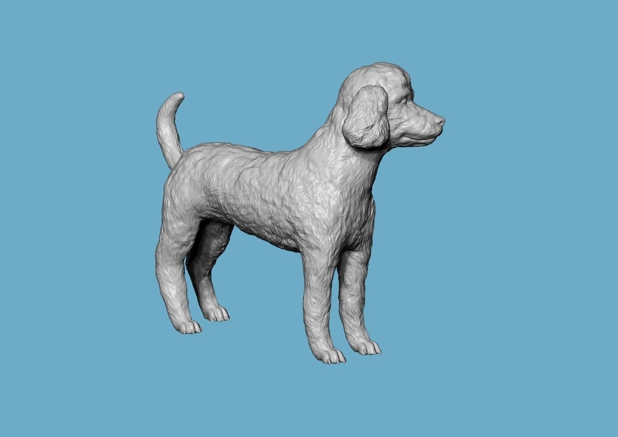 Poodle model 3D model 3D printable | CGTrader