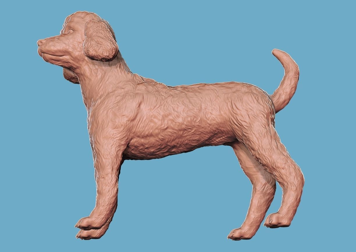 Poodle model 3D model 3D printable | CGTrader