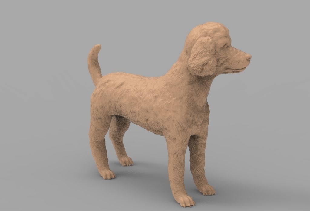 Poodle model dog 3D model 3D printable | CGTrader