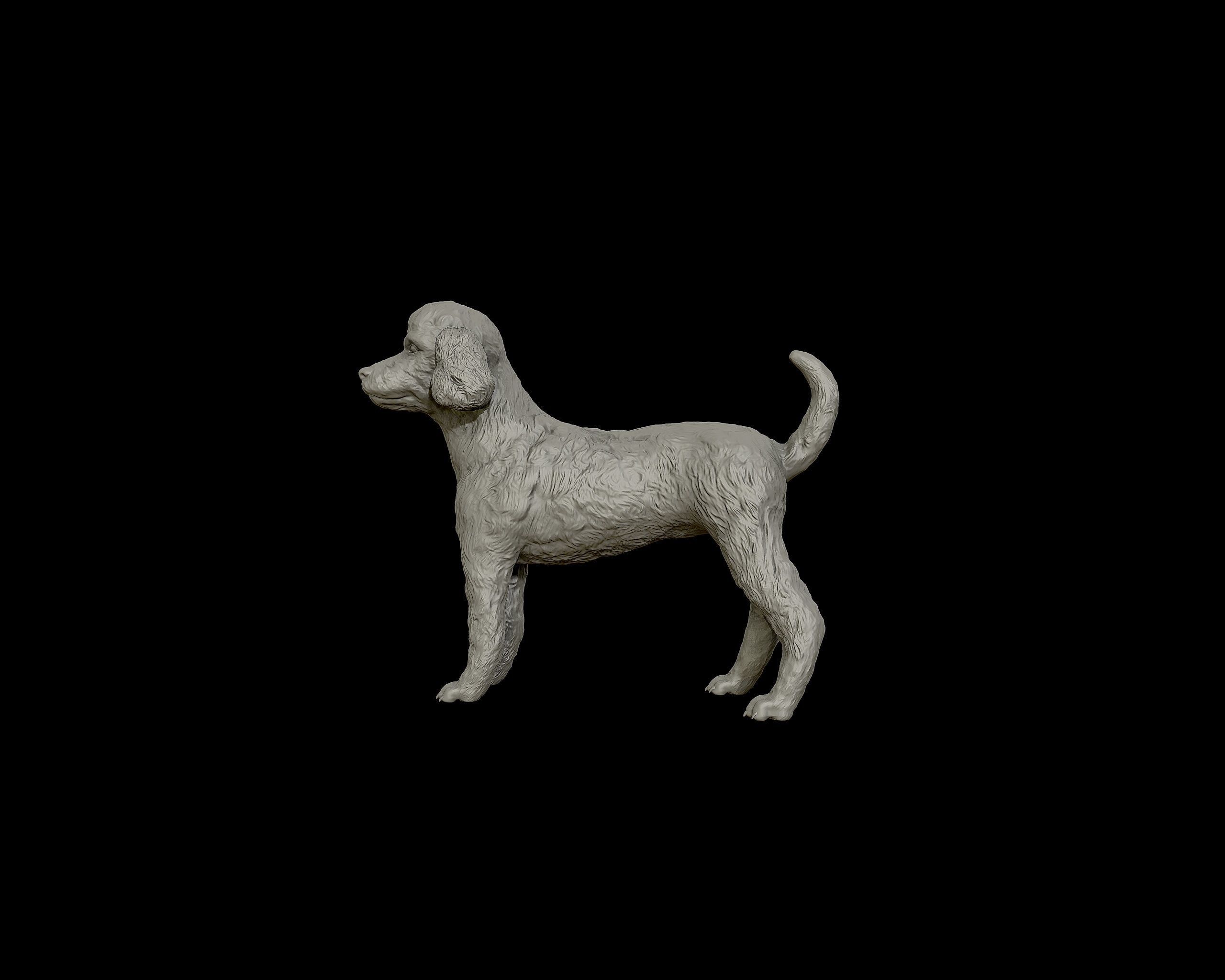 Poodle model 3D model 3D printable | CGTrader