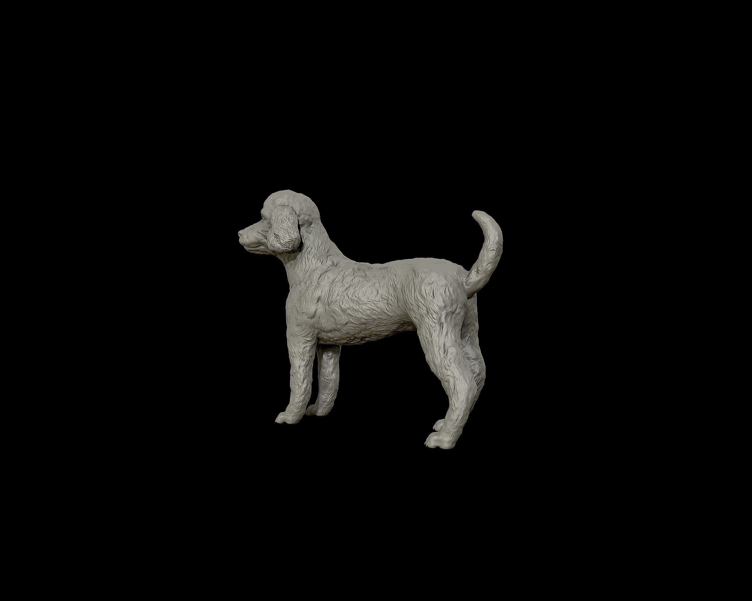 Poodle model 3D model 3D printable | CGTrader
