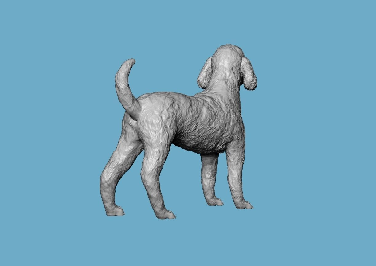 Poodle model dog 3D model 3D printable | CGTrader