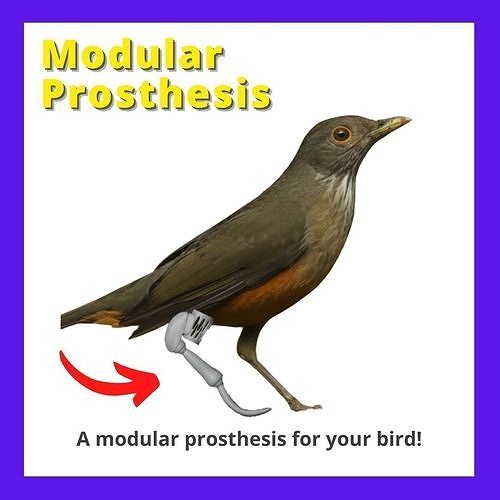 MODULAR PROSTHESIS - BIRD 3D model 3D printable | CGTrader