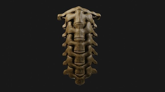 The seven cervical vertebrae modeled and textured in blender 3D model ...