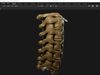 The seven cervical vertebrae modeled and textured in blender 3D model ...