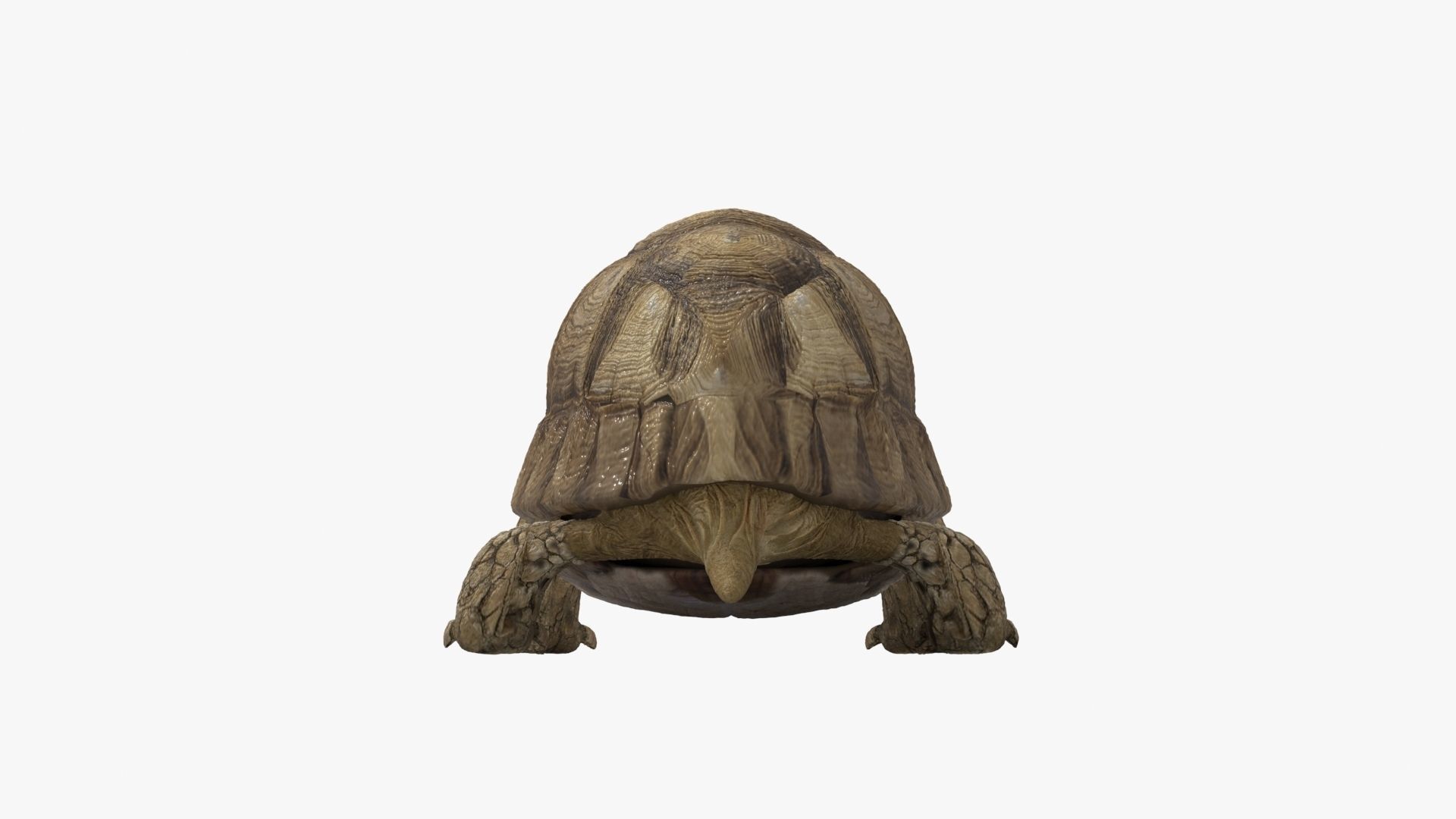 Tortoise High Resolution 3d animal model 3D model | CGTrader