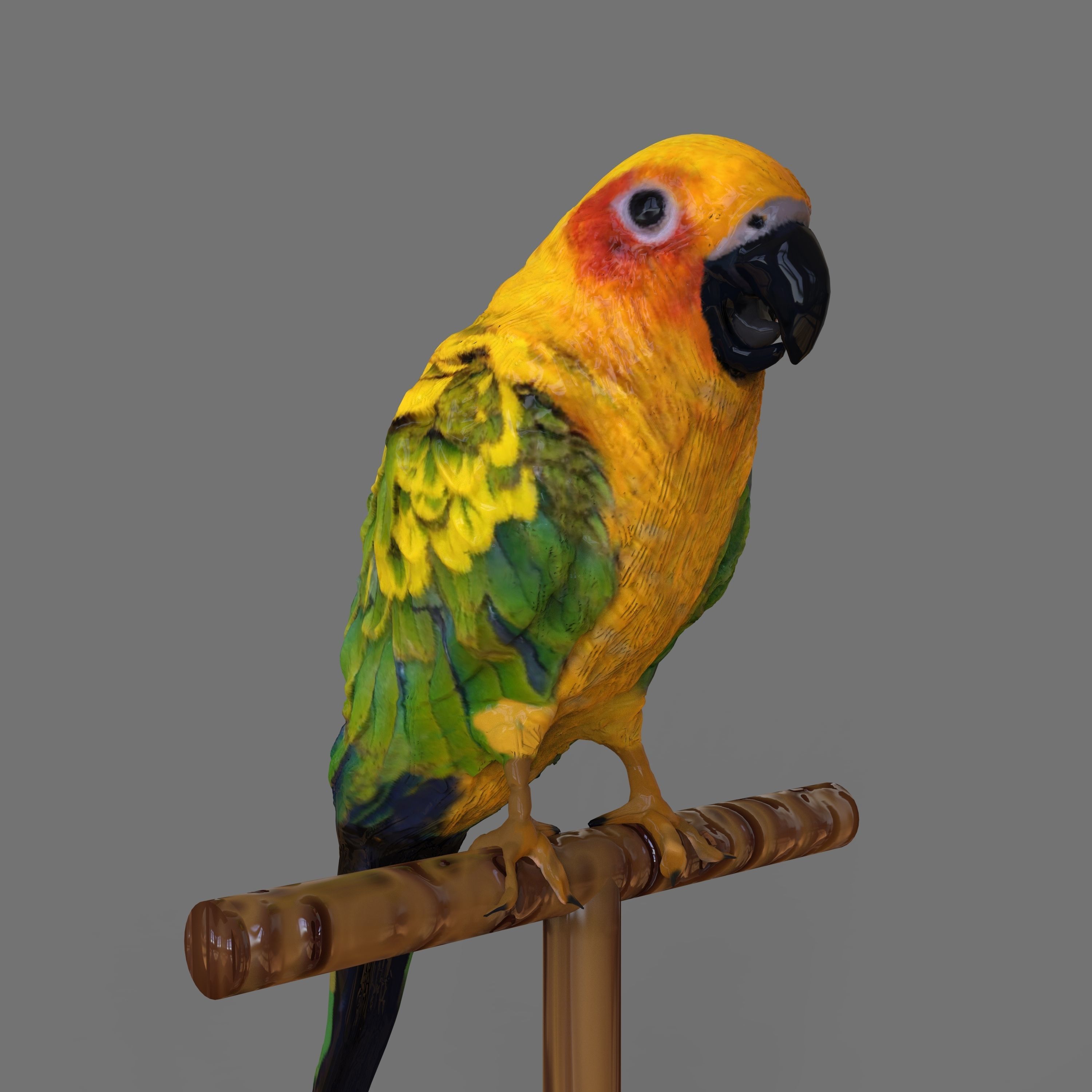 Parrot Conuro del Sole 3D model | CGTrader