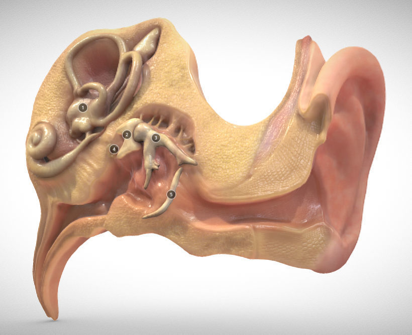 3D model Fetal ear cross-section week sixteen VR / AR / low-poly | CGTrader