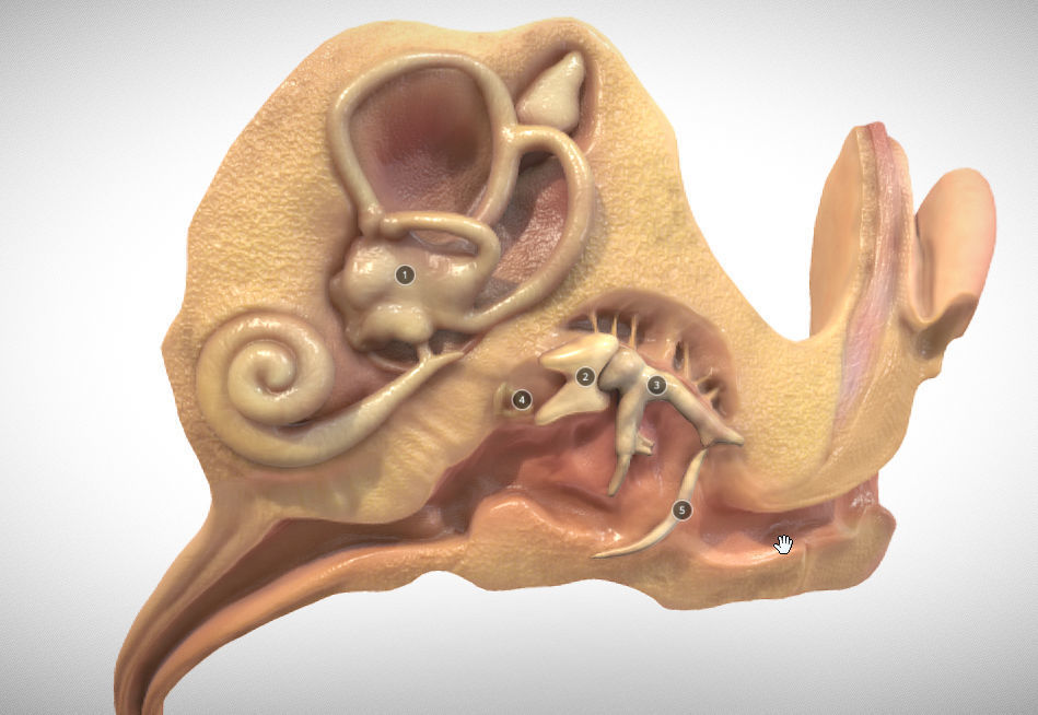 3D model Fetal ear cross-section week sixteen VR / AR / low-poly | CGTrader