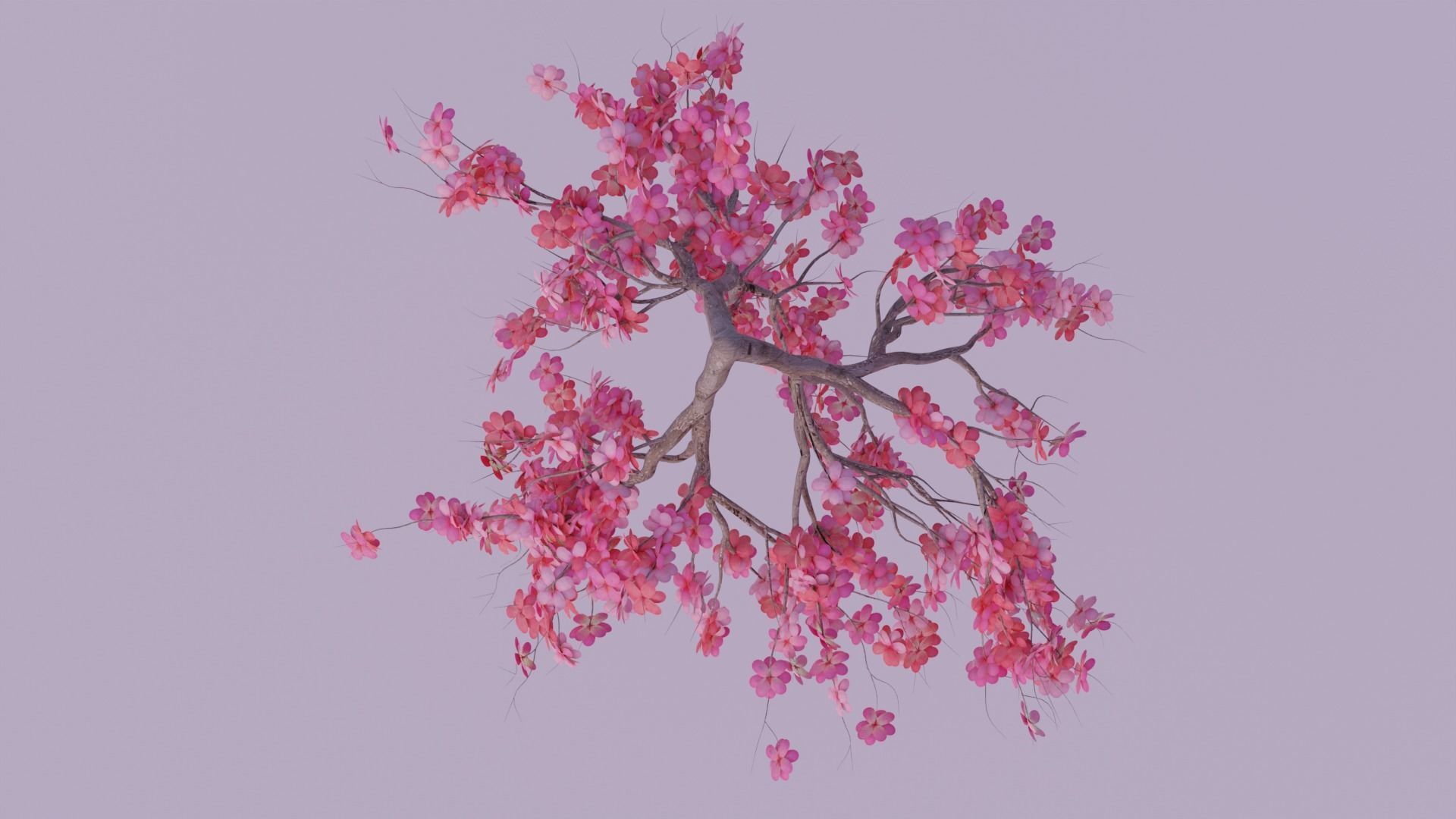 3D model Japanese Cherry tree VR / AR / low-poly | CGTrader
