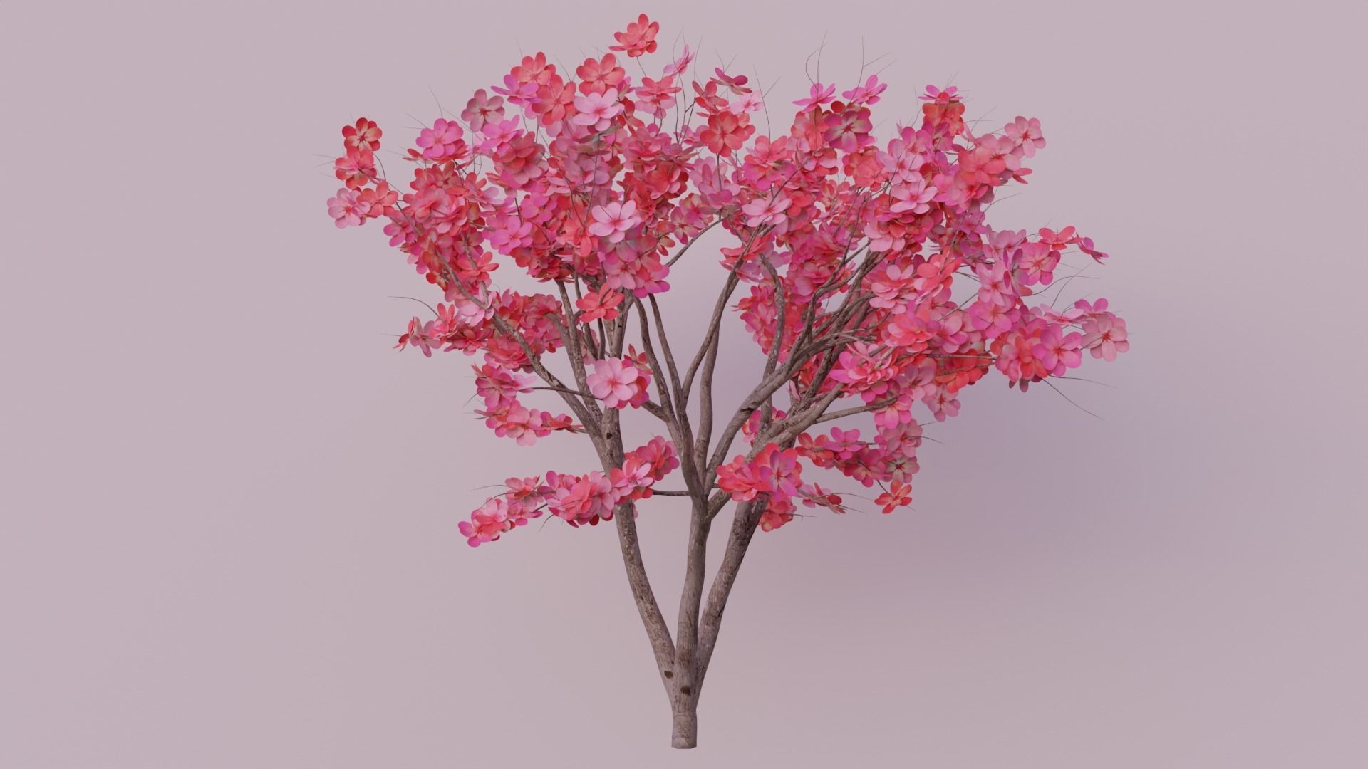 3D model Japanese Cherry tree VR / AR / low-poly | CGTrader
