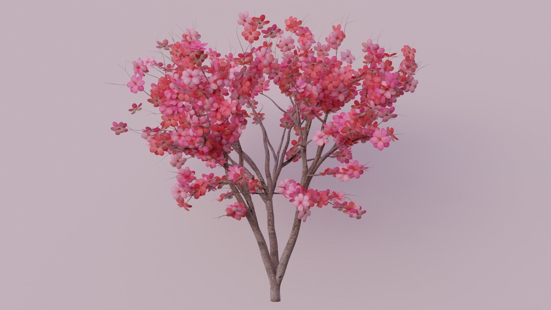 3D model Japanese Cherry tree VR / AR / low-poly | CGTrader