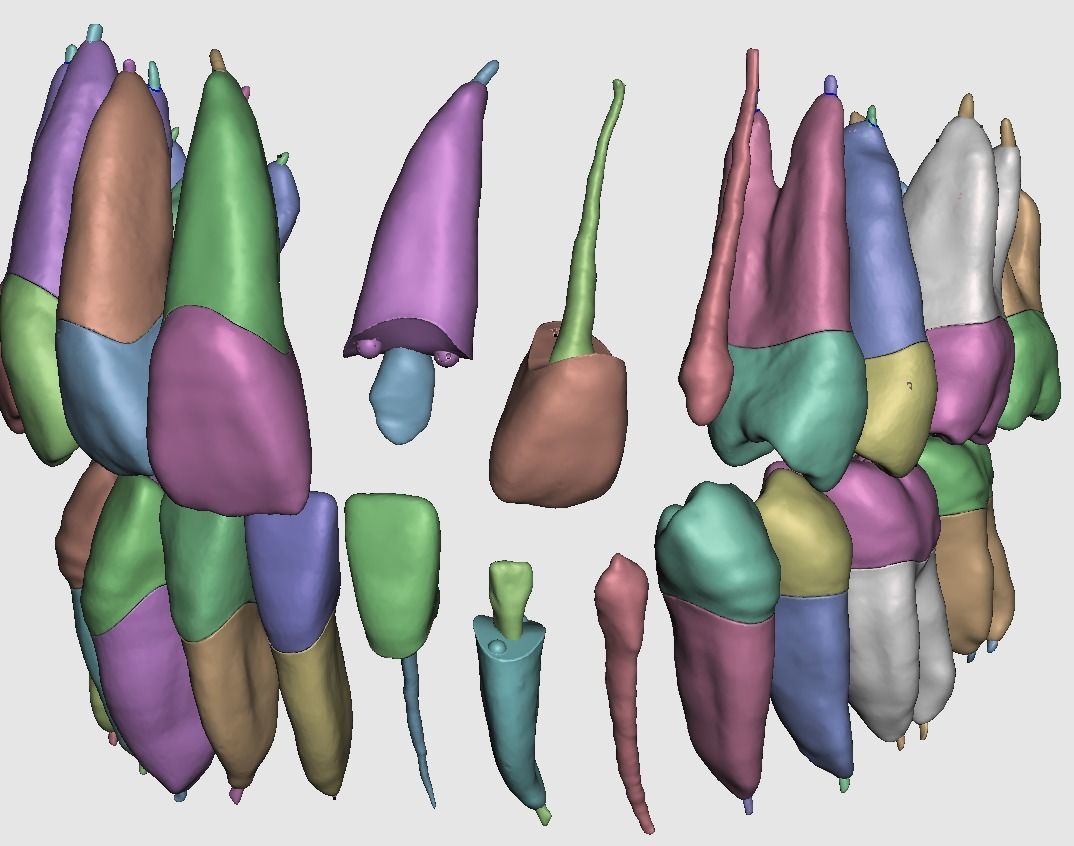 D009 Teeth anatomy 2 piece and solid pulp data for editing 3D model 3D ...