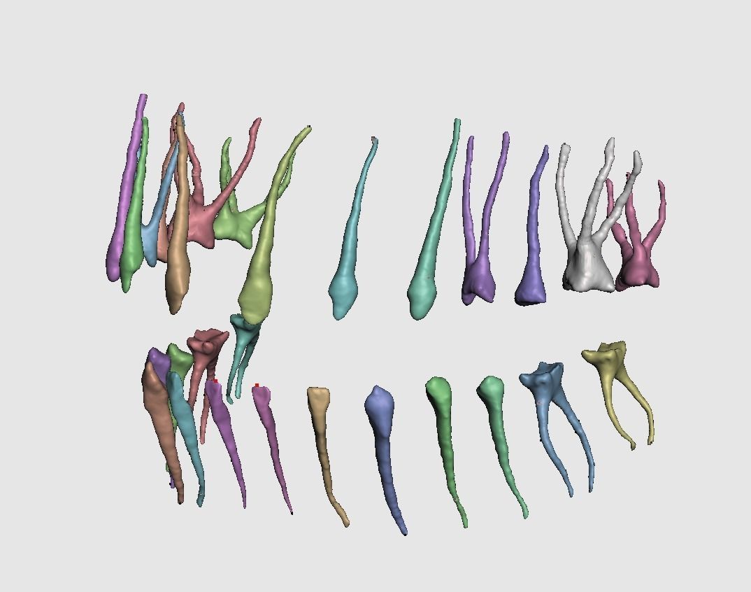 D009 Teeth anatomy 2 piece and solid pulp data for editing 3D model 3D ...