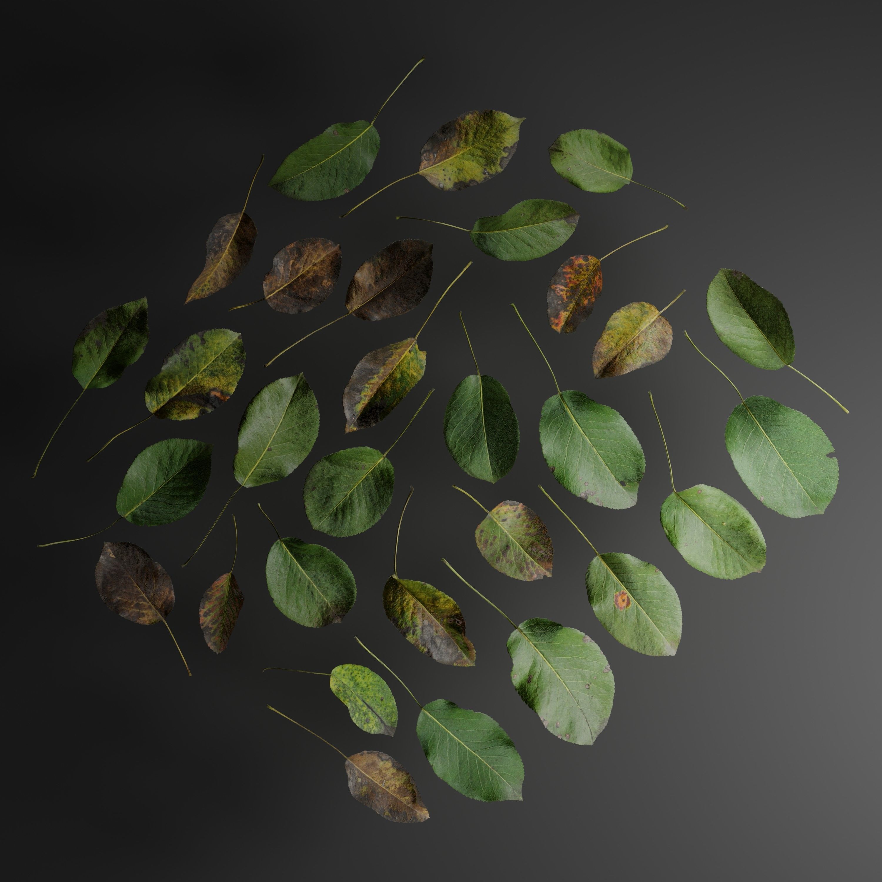Garden trees leaves atlases Texture | CGTrader