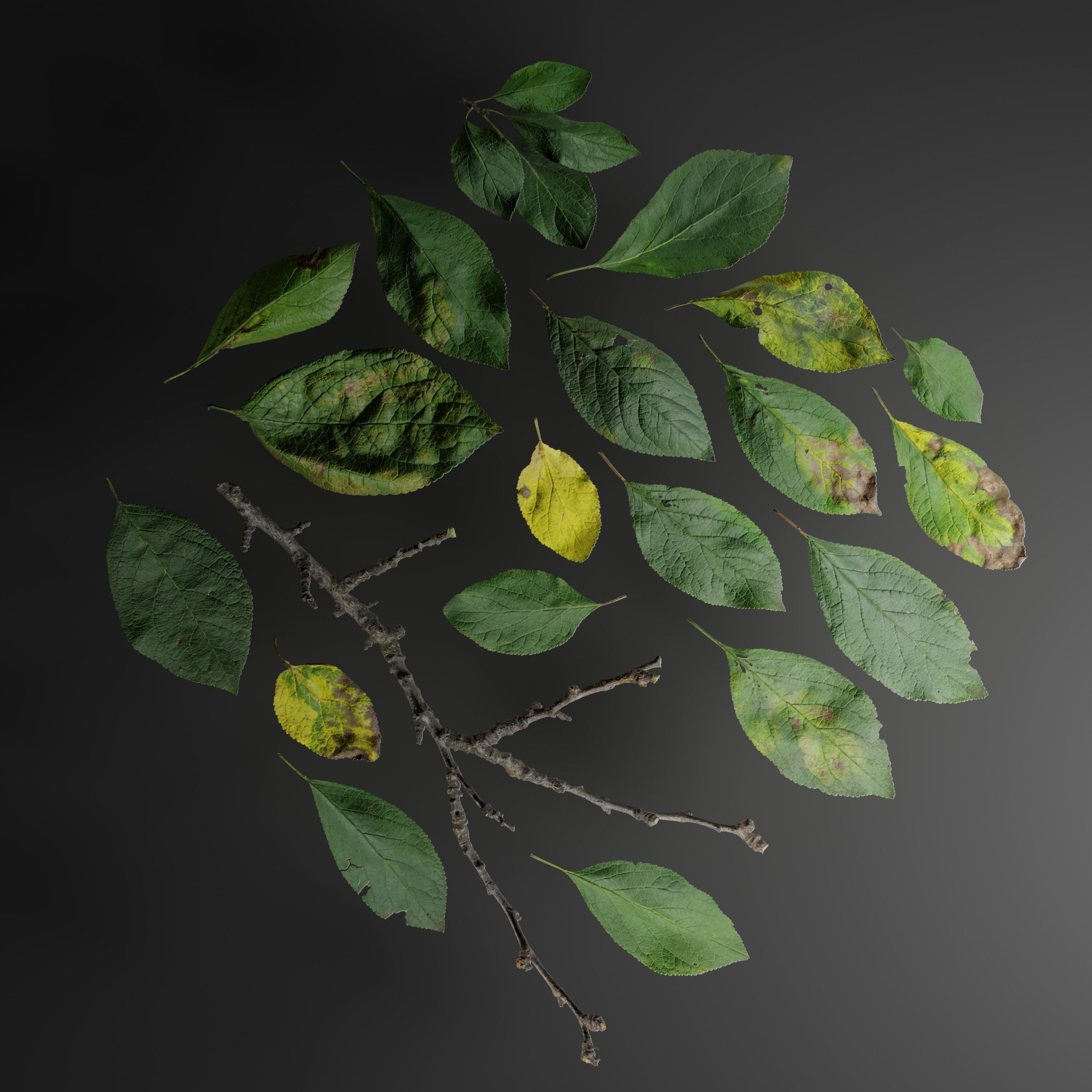 Garden trees leaves atlases Texture | CGTrader