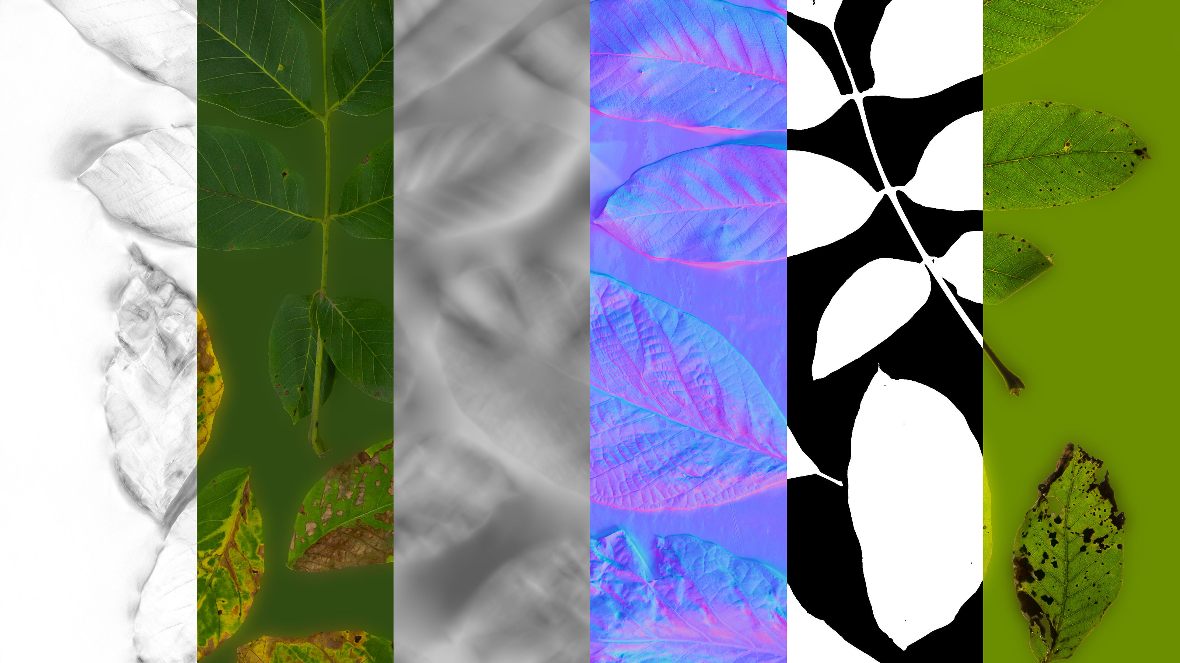 Garden trees leaves atlases Texture | CGTrader