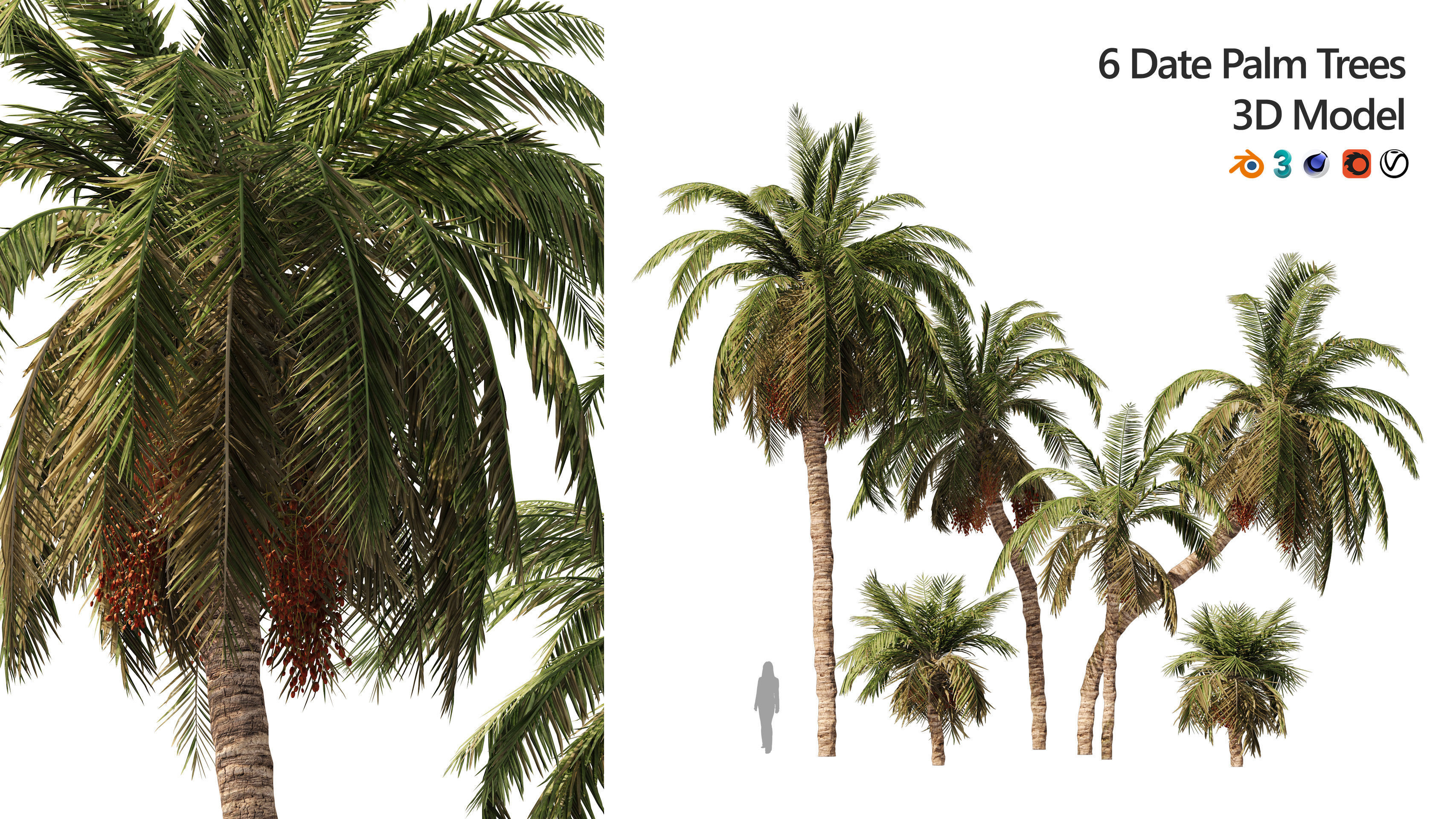 3D model 6 Date palm Trees VR / AR / low-poly | CGTrader