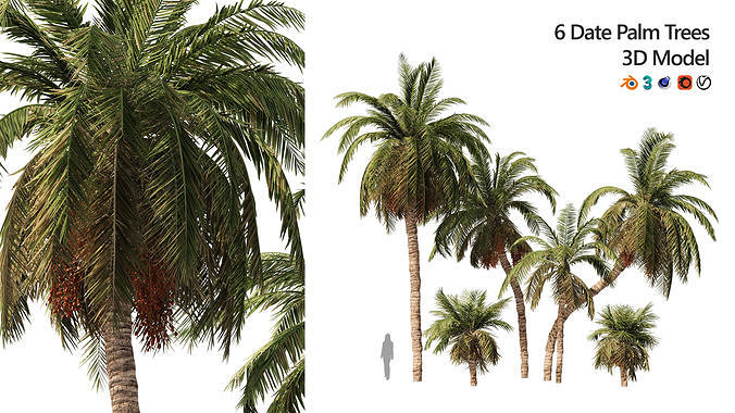 3D model 6 Date palm Trees VR / AR / low-poly | CGTrader