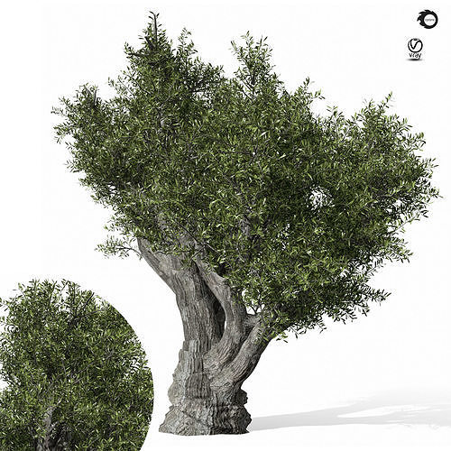 olive Tree 440 3D model | CGTrader