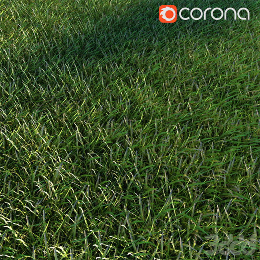 Grass texture Grass model 3D model | CGTrader
