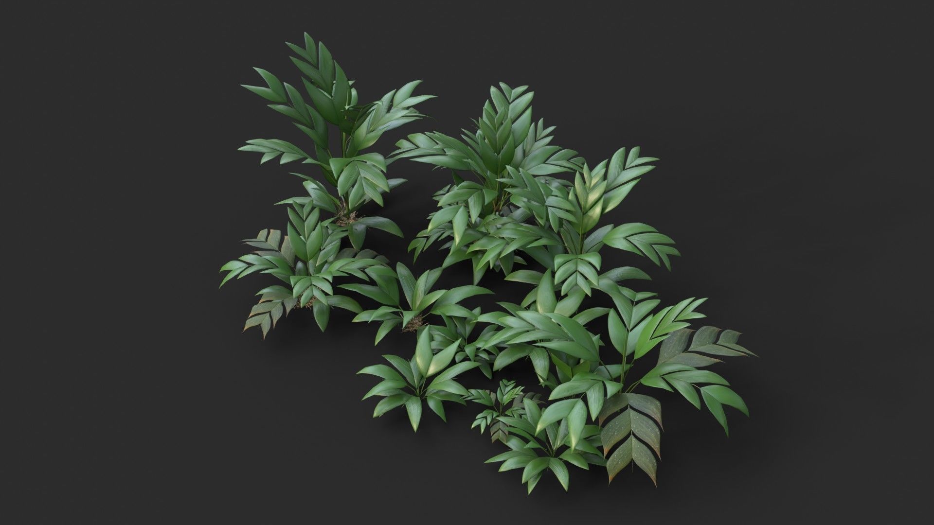 3D model Modular Tasi Palm Trees - Geonoma Baculifera VR / AR / low ...